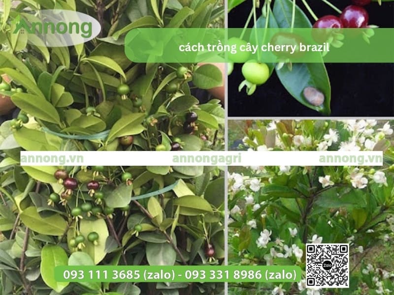 Cách trồng cây cherry brazil đơn giản nhất