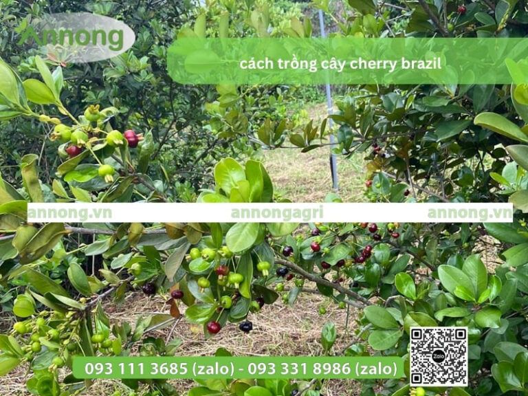 Cách trồng cây cherry brazil đơn giản nhất