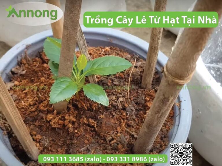 Hướng Dẫn Cách Trồng Cây Lê Từ Hạt Tại Nhà - An Nông Agri