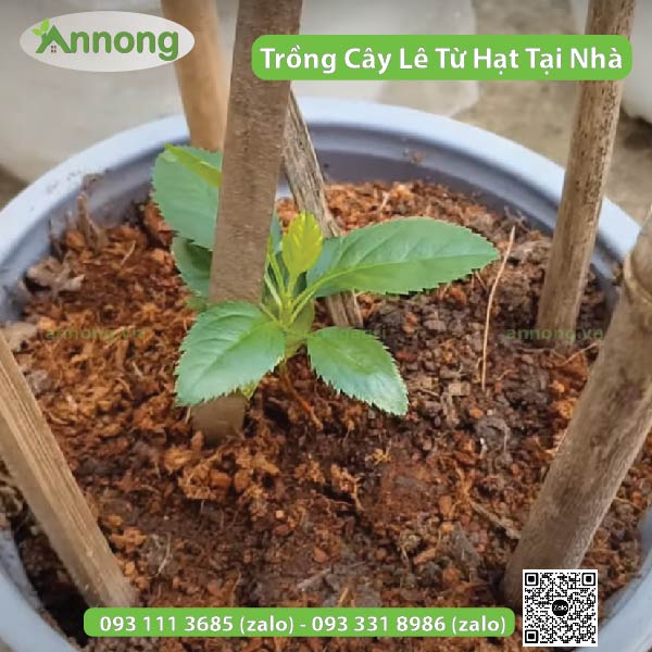 Hướng Dẫn Cách Trồng Cây Lê Từ Hạt Tại Nhà - An Nông Agri
