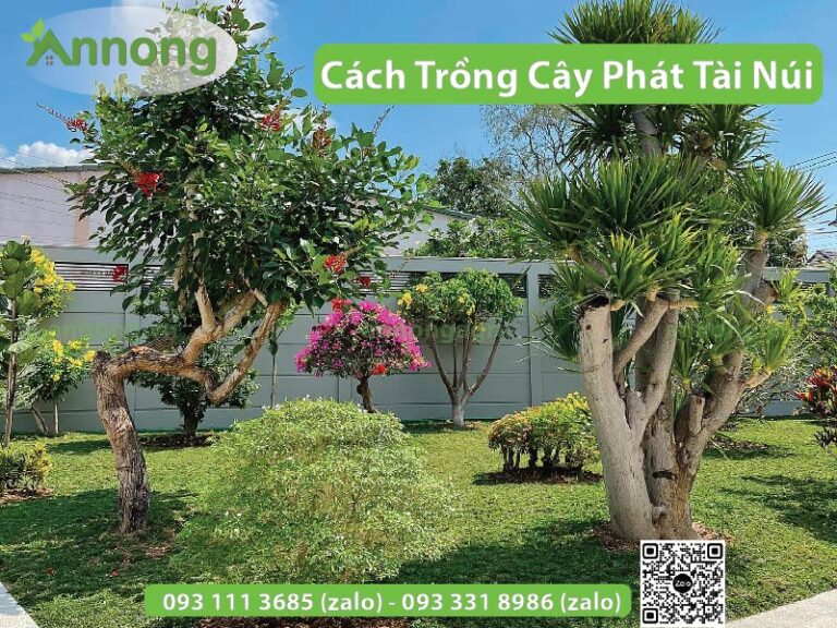 Cách trồng cây phát tài núi mang lại lộc cho gia chủ