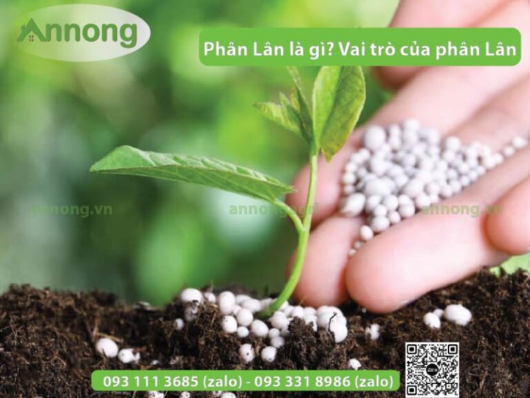 Phân lân là gì? 2+loại phân lân ưa chuộng nhất hiện nay