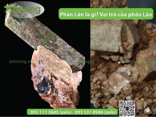 Phân lân là gì? 2+loại phân lân ưa chuộng nhất hiện nay